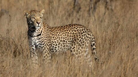 Meet the Fastest Land Animal and How It Reaches Top Speed in Seconds ...