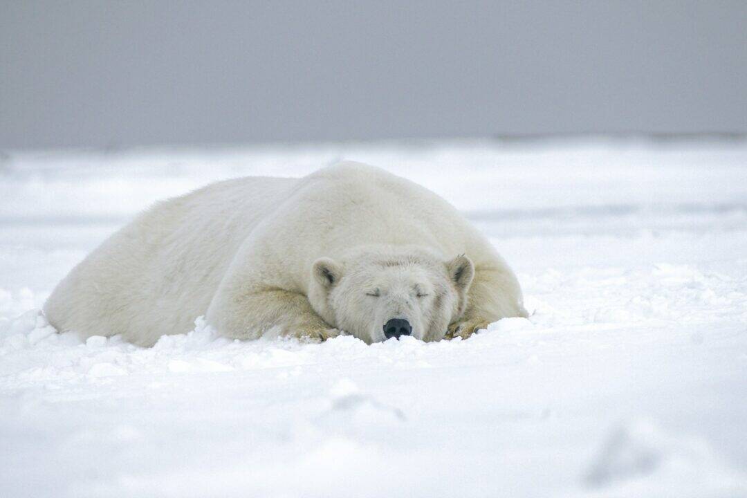 The Truth About Polar Bear Populations and Melting Ice - Animals Around ...