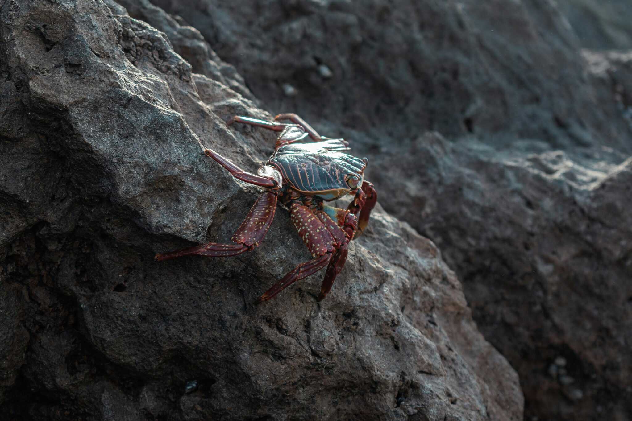 Giant Wall-Climbing Crab Invades Pacific Northwest