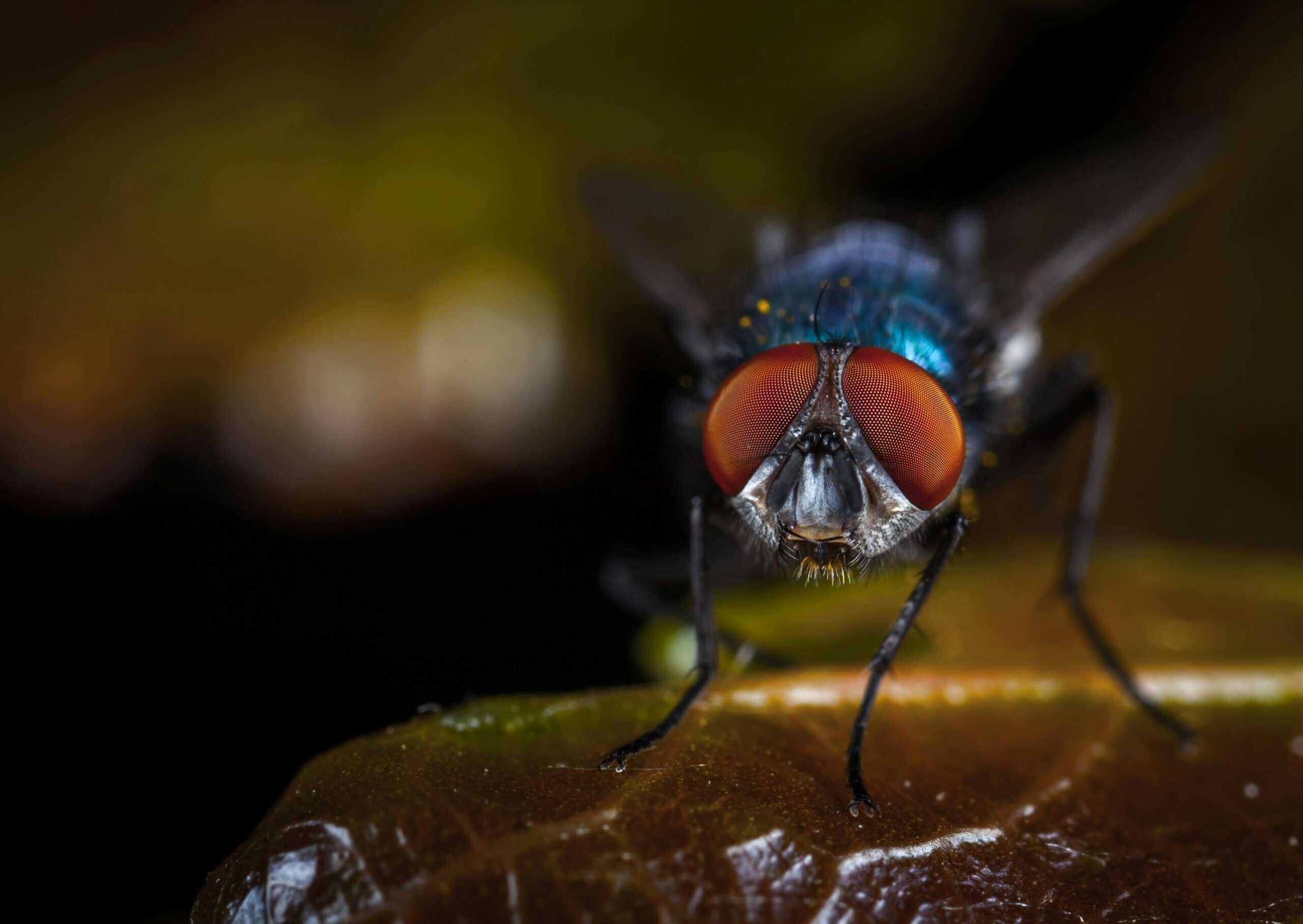 Screwworm Threat Spurs USDA to Build Texas Fly Factory