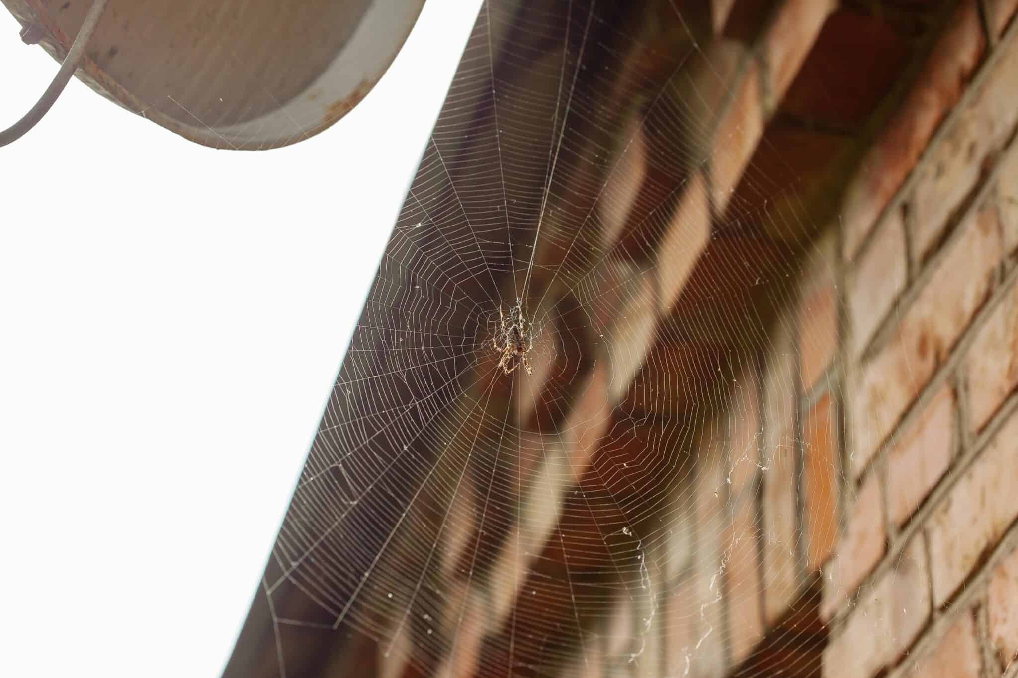 Joro Spider Spreads North Across the U.S.
