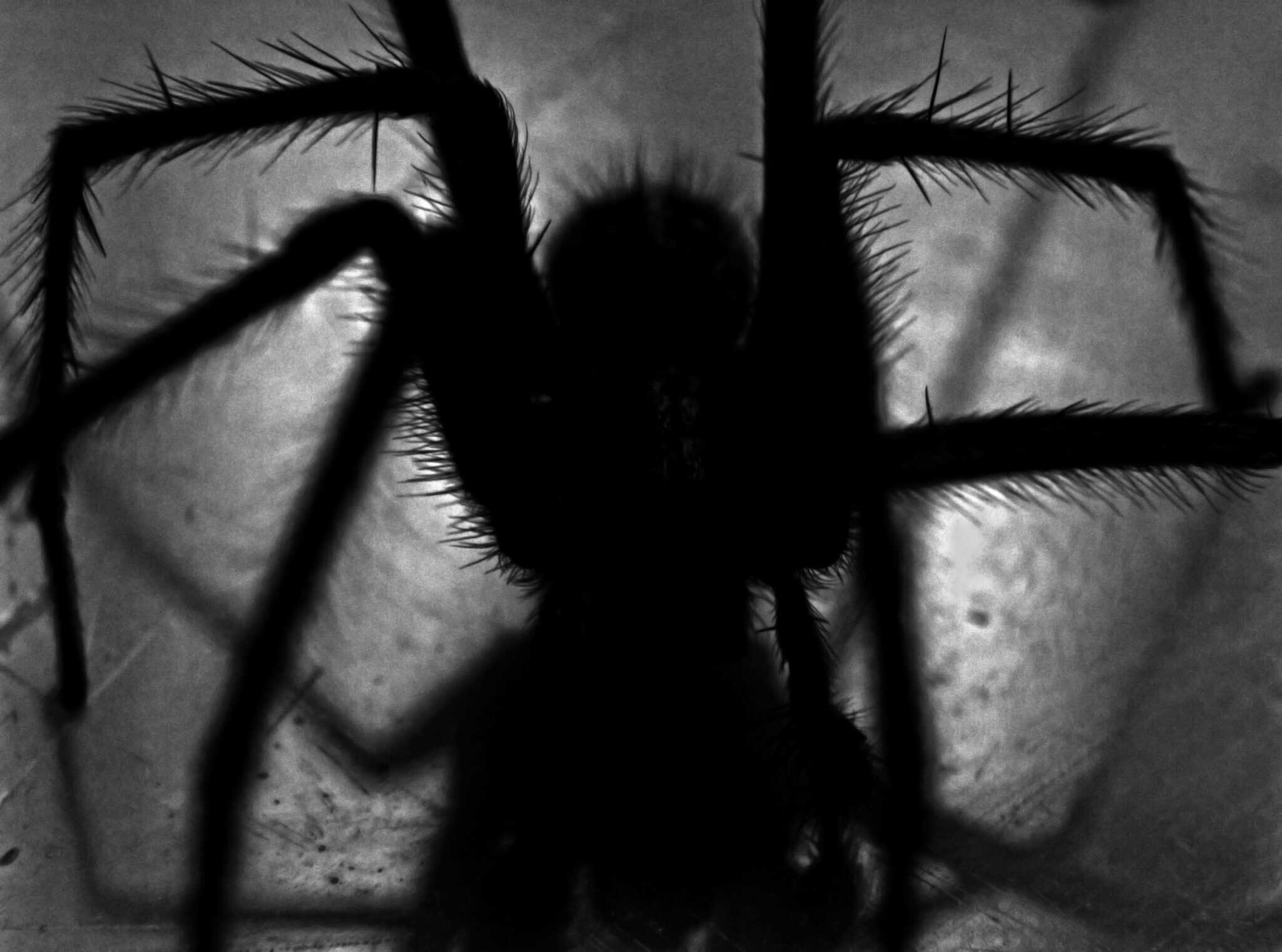 Meet the Real Spider Behind Spider-Man’s Powers - Animals Around The Globe