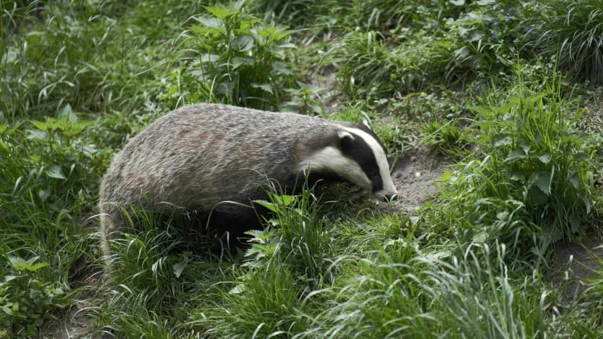 Badgers in the U.S. Rarely Seen, Not to Be Underestimated