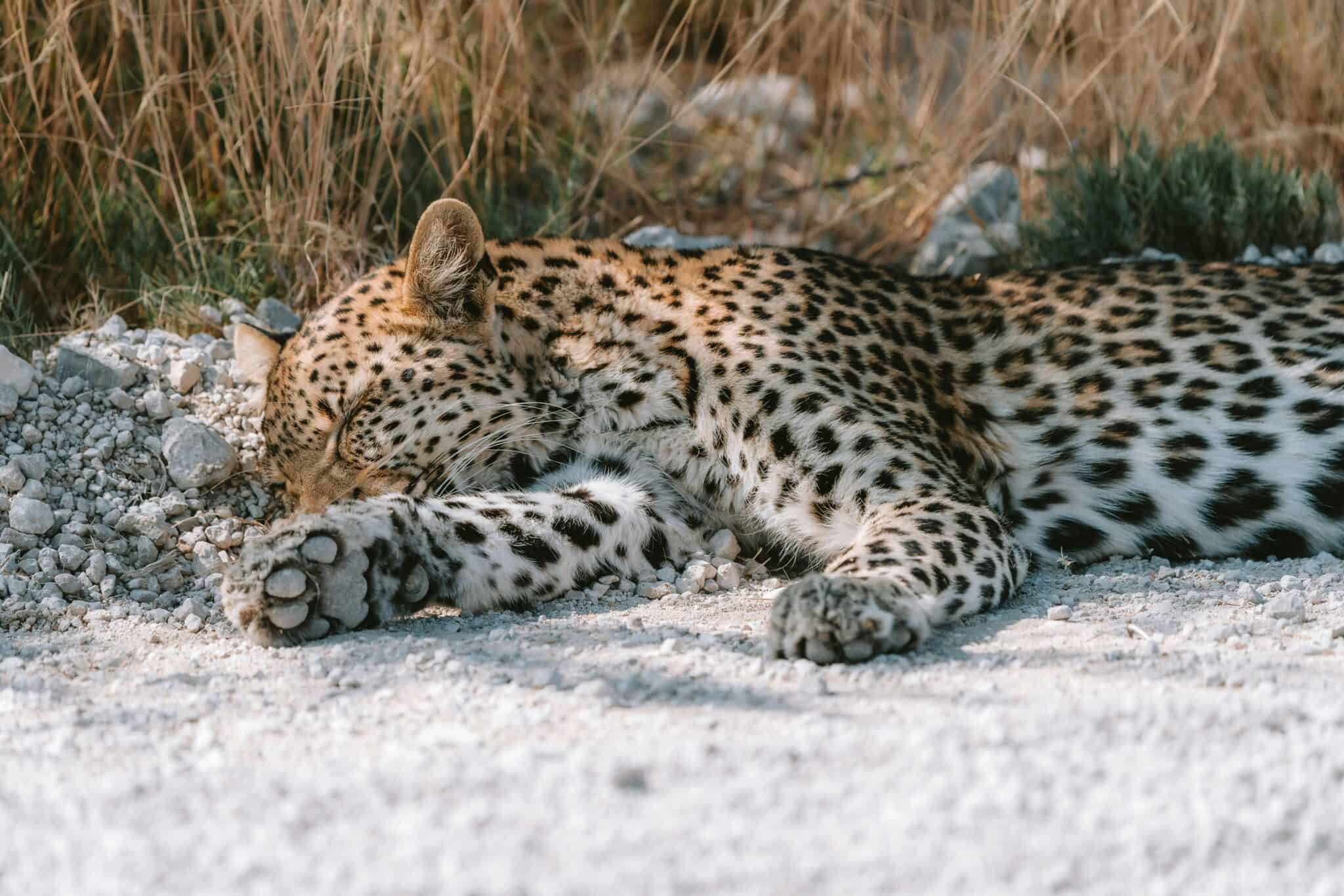 Wildcat Spotted in Honolulu Triggers Wildlife Chase