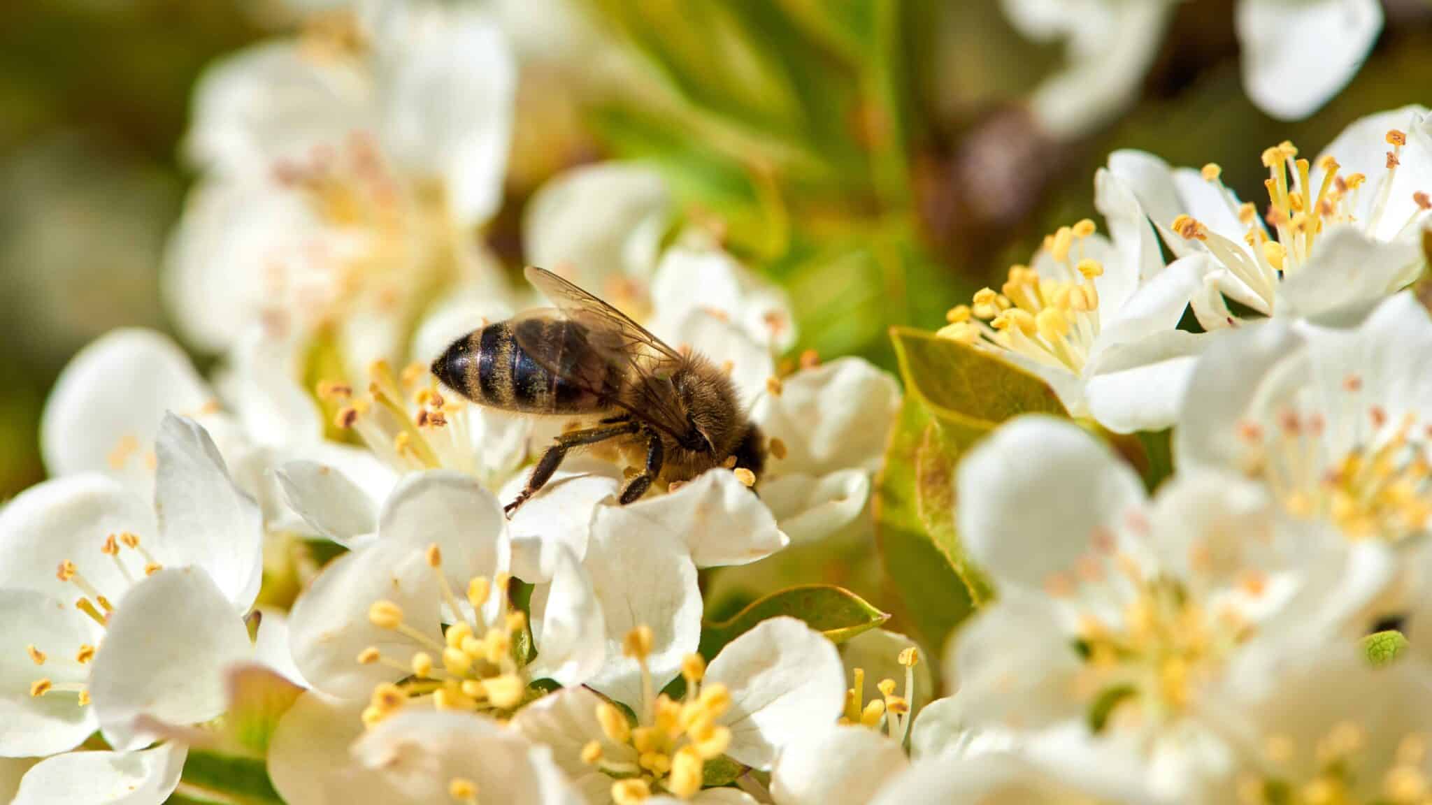 How Bees Were Once Believed to Be Messengers to the Gods