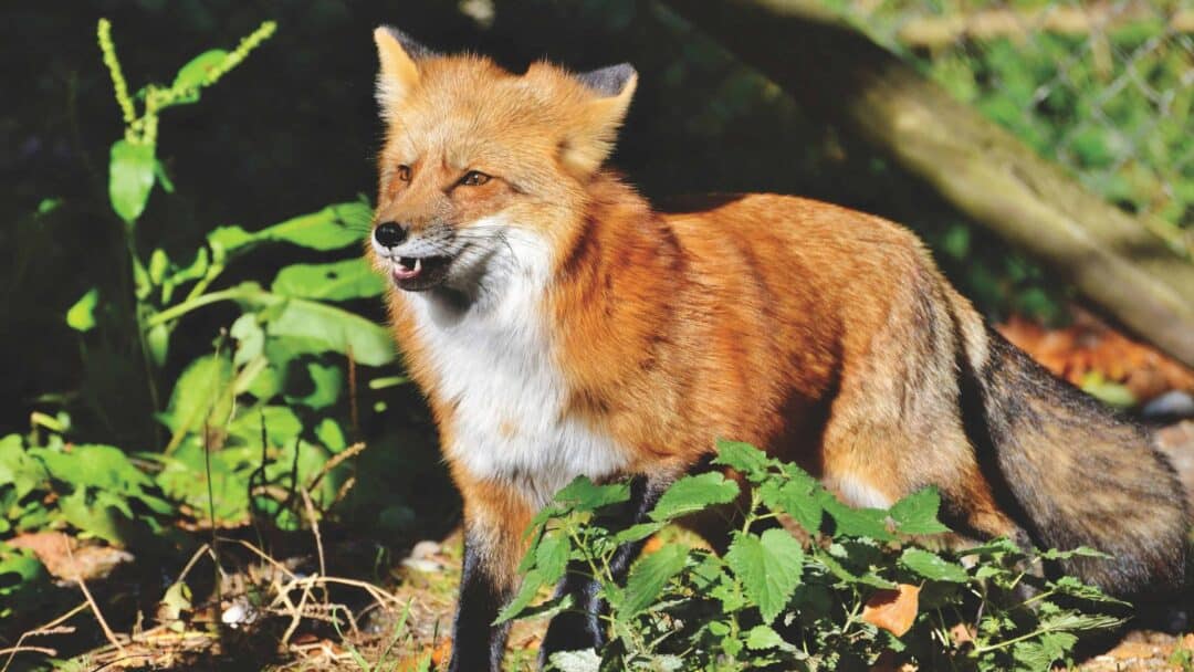 12 Fox Breeds from Around the World (and Where They Live) - Animals ...