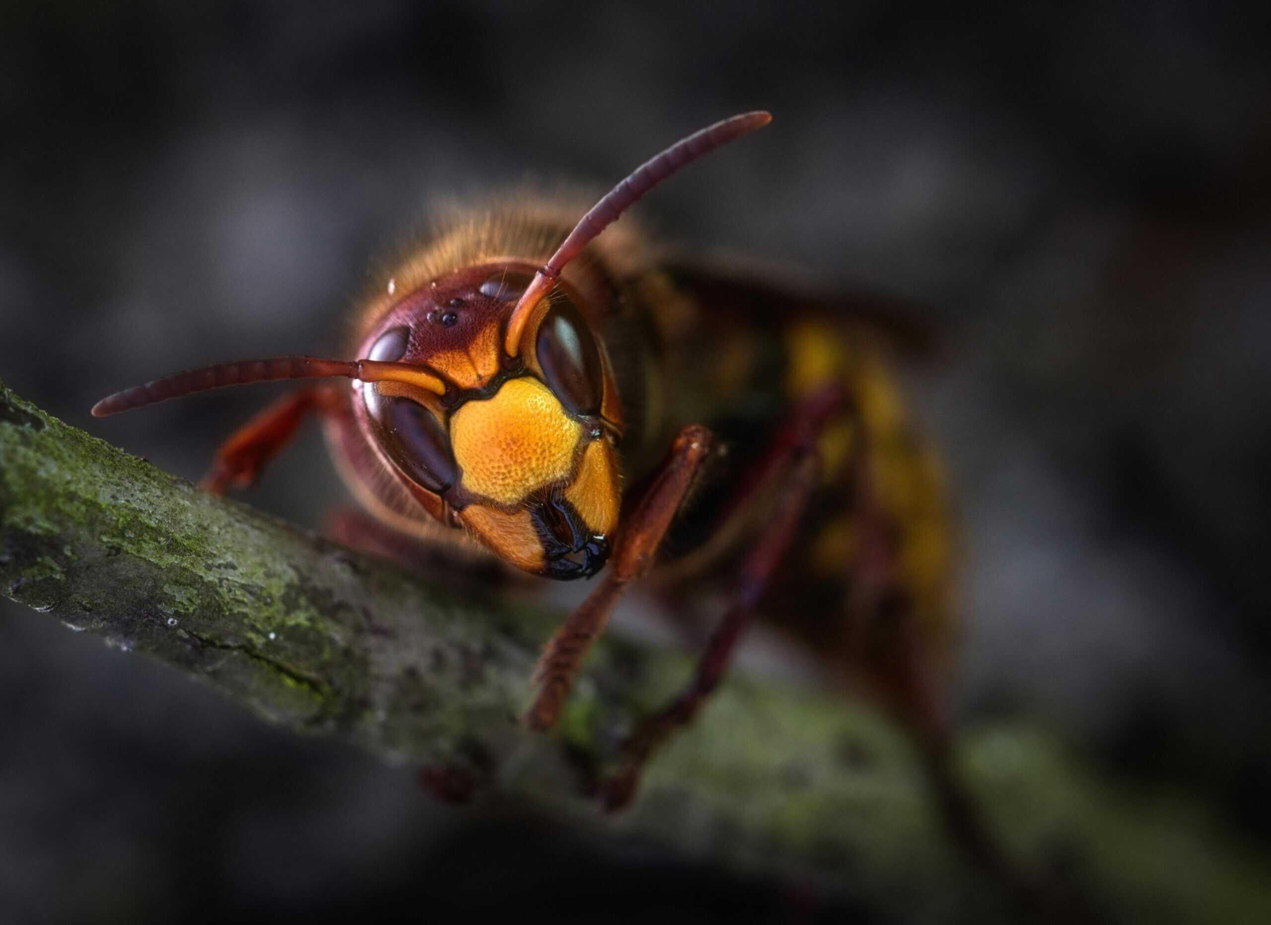 Wasp Swarm Attacks Horse Trailer on Highway, Triggers Rescue