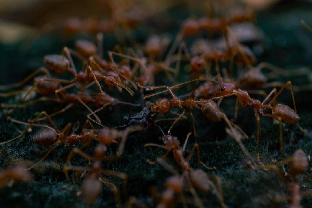 Fire Ants Invade New U.S. States, Stinging Lawns, Pets, and People