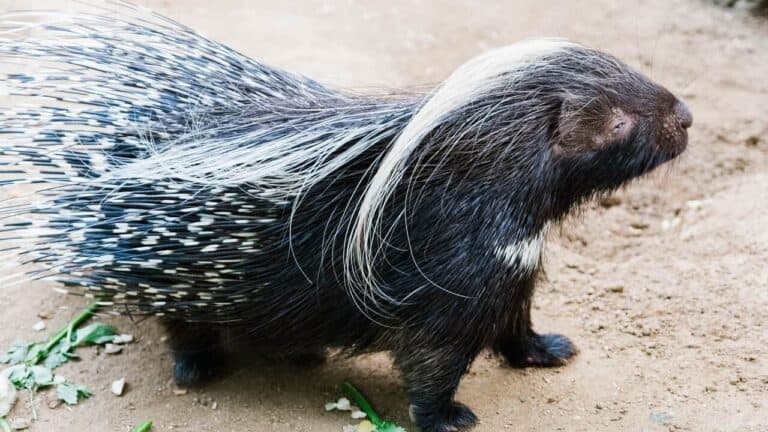 Why Porcupines Don’t Shoot Their Quills (But Still Defend Themselves ...