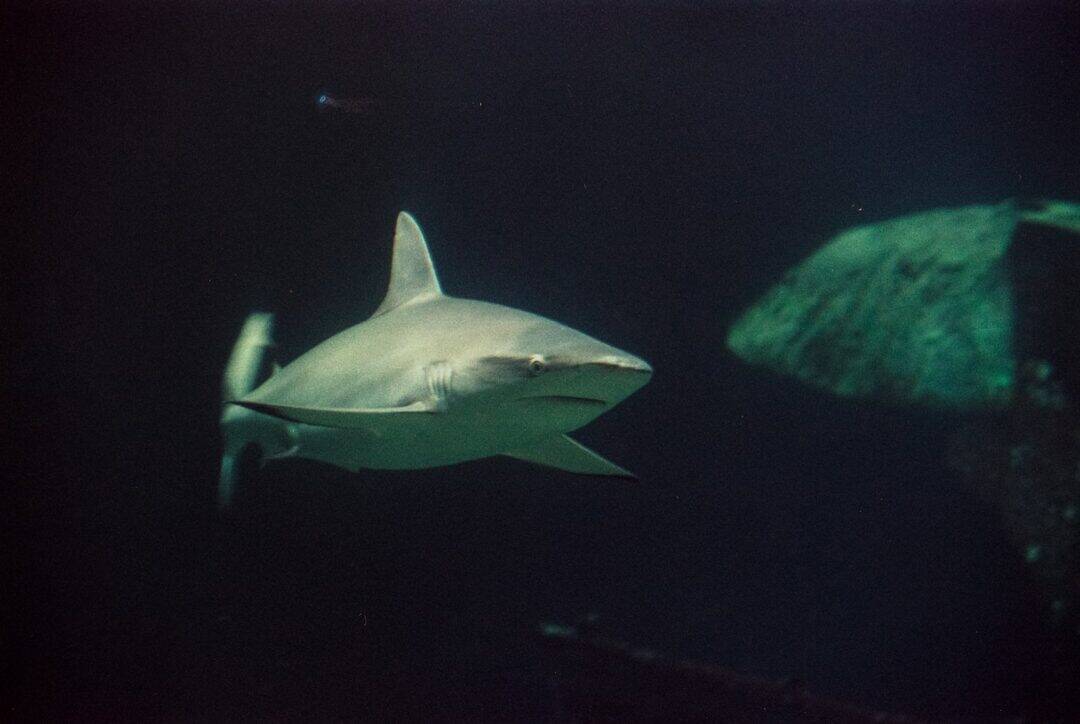 This Shark Is the Fastest Swimmer in the Sea Here’s Why - Animals ...