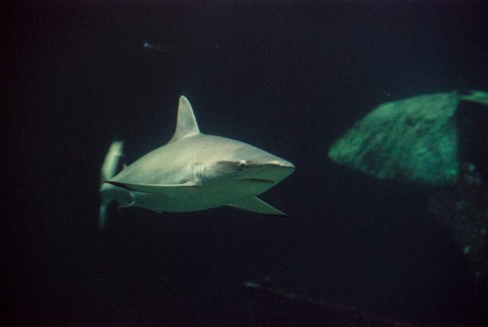 This Shark Is the Fastest Swimmer in the Sea Here’s Why - Animals ...