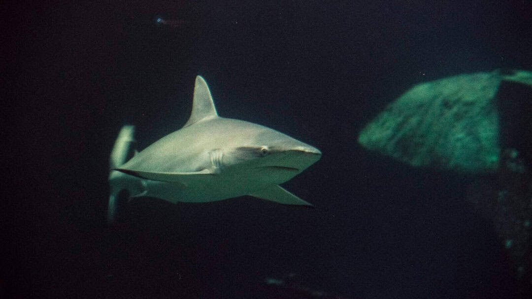 Why the Shortfin Mako Is the Fastest Shark in U.S. Waters - Animals ...