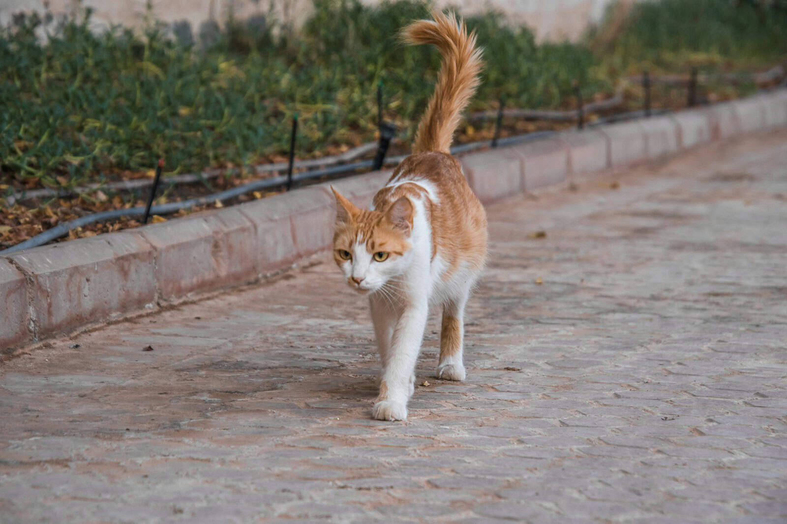What Your Cat’s Tail Movements Are Trying to Tell You