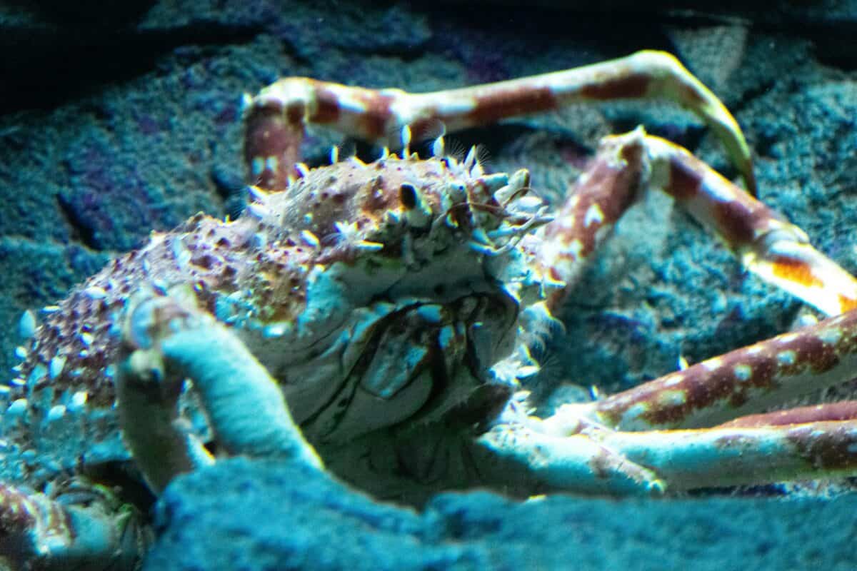 Giant Wall-Climbing Crab Invades Pacific Northwest