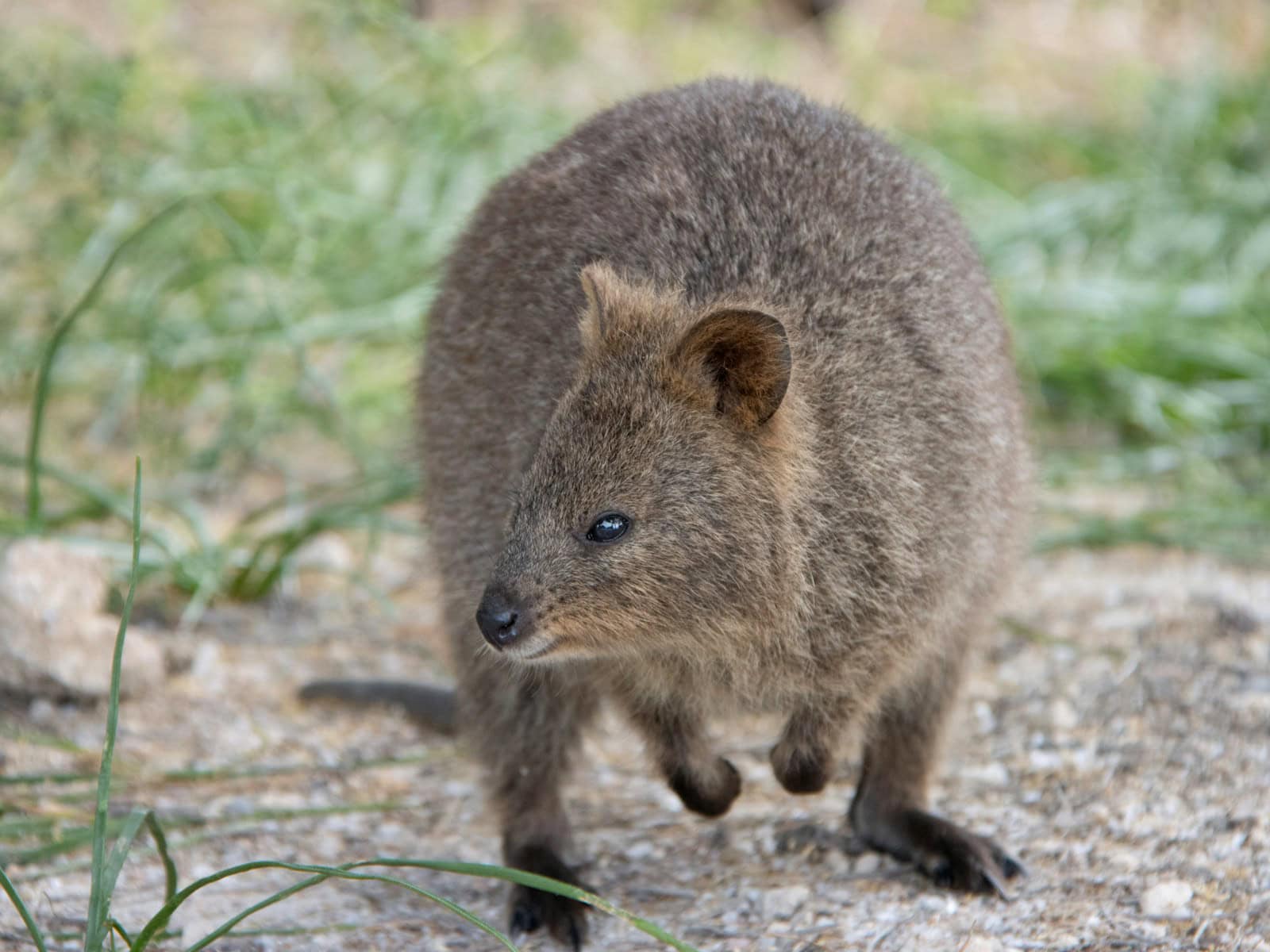 Why Quokkas Toss Their Babies to Distract Predators - Animals Around ...