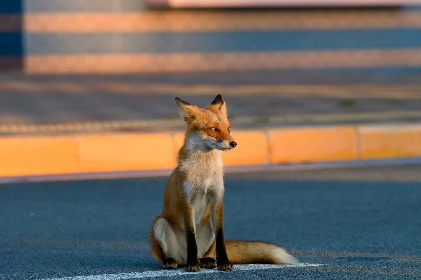 The Secret Life of Foxes in Suburban Neighborhoods - Animals Around The ...