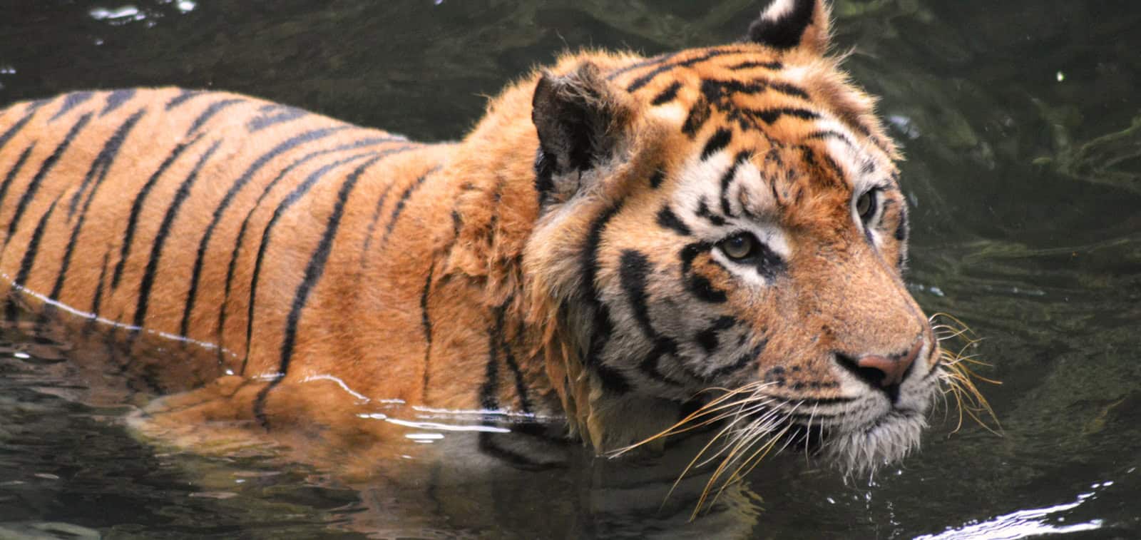 Tigers Are Known to Swim and Even Enjoy It