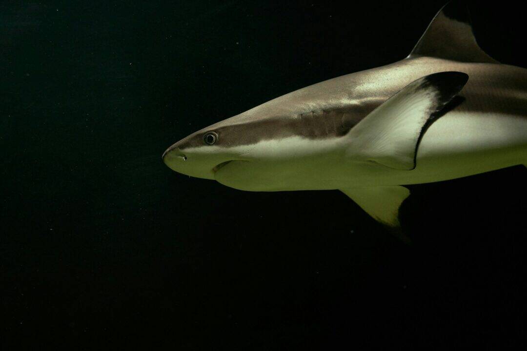 This Shark Is the Fastest Swimmer in the Sea Here’s Why - Animals ...