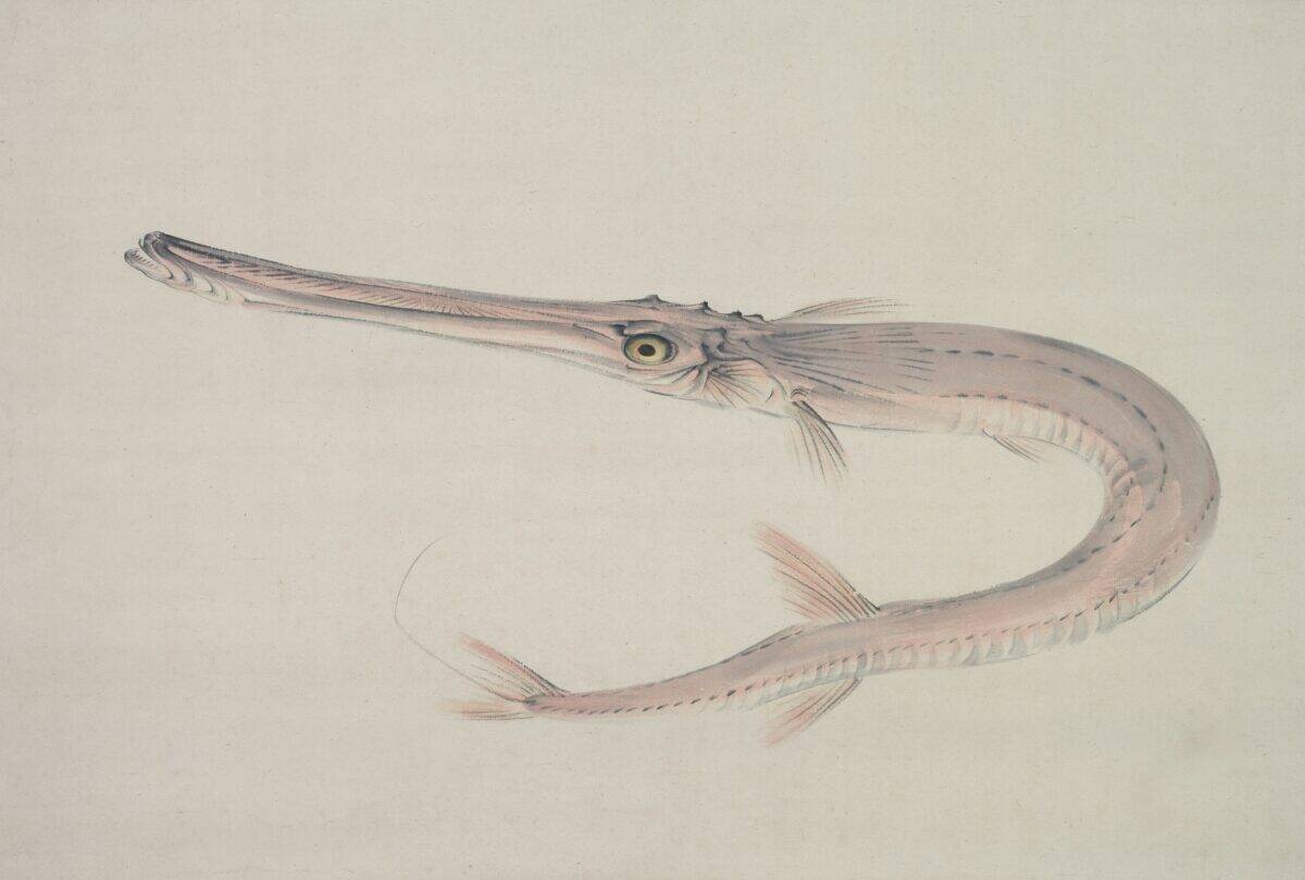 Needlefish Stabs Swimmer in Freak New Jersey Beach Incident