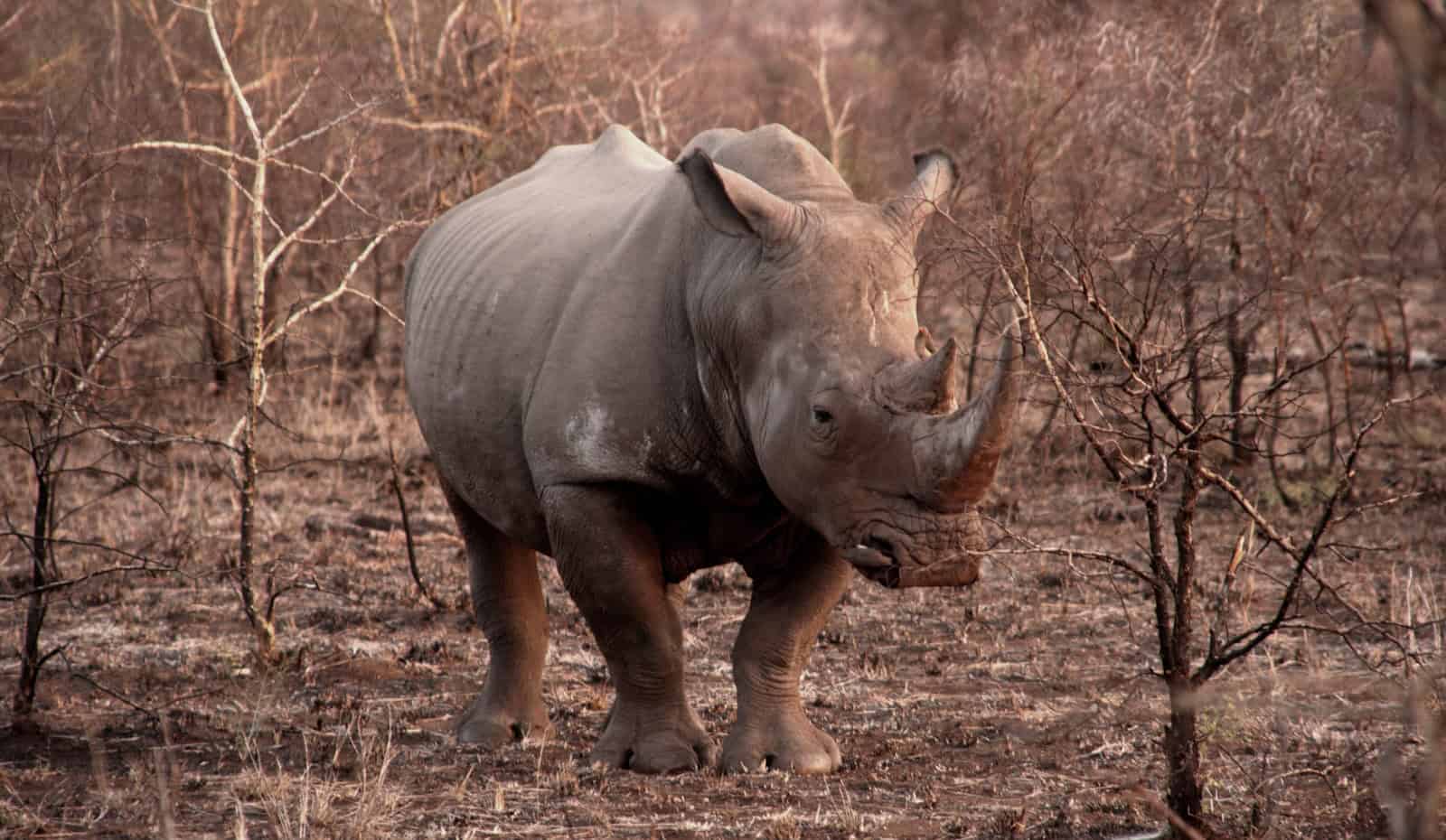 The Lifespan of a Rhino—and What Threatens It Most