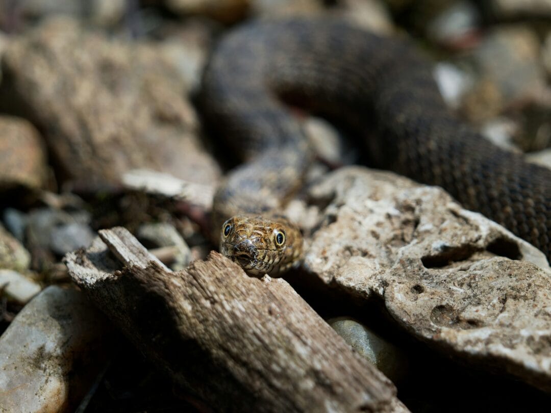 The Serpent in the Garden: Snakes in Religious Lore