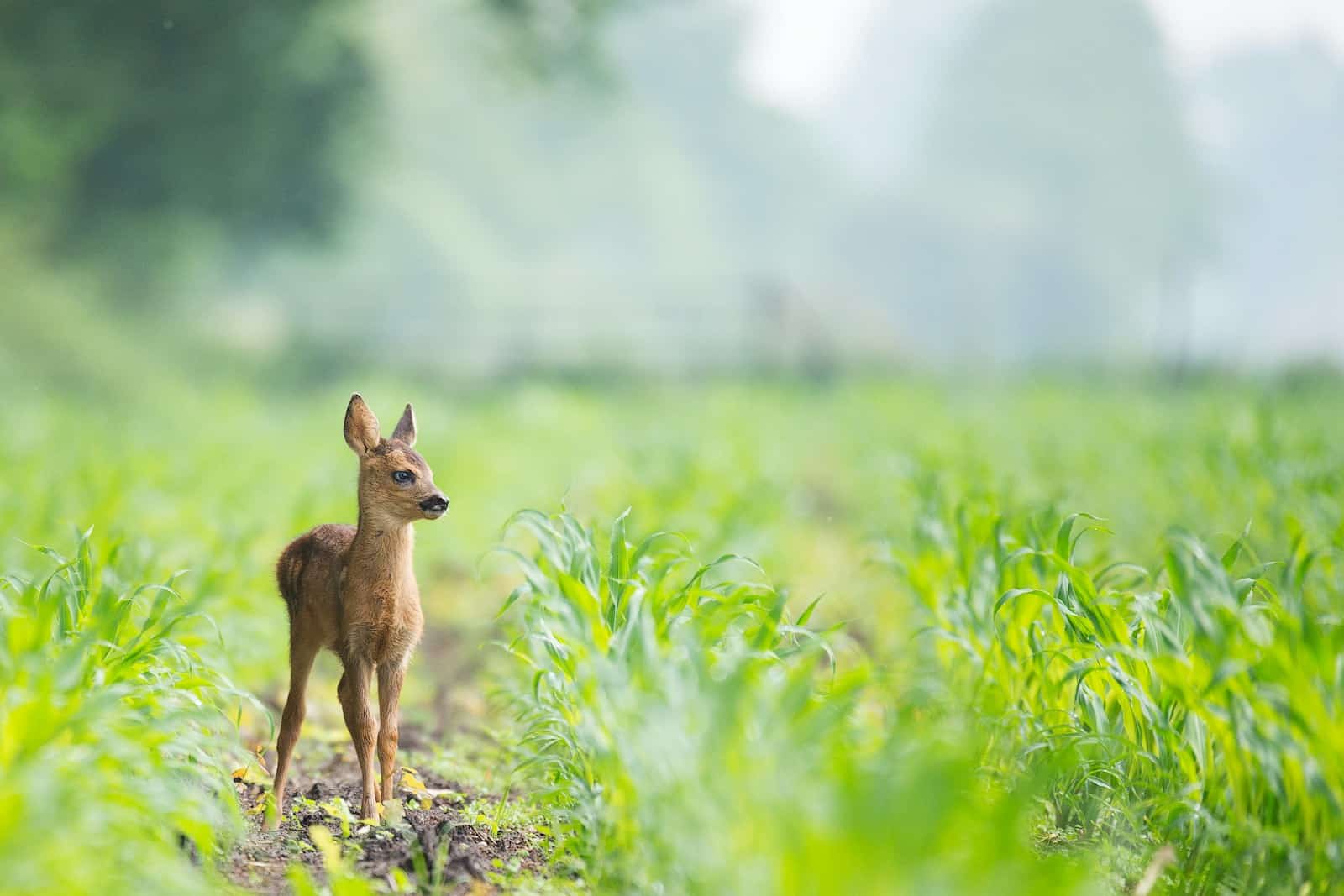 Why You Shouldn’t Rescue Every “Abandoned” Baby Animal - Animals Around ...