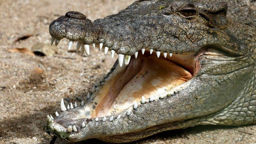 18 Strongest Bites in the Animal Kingdom, Ranked by PSI - Animals ...