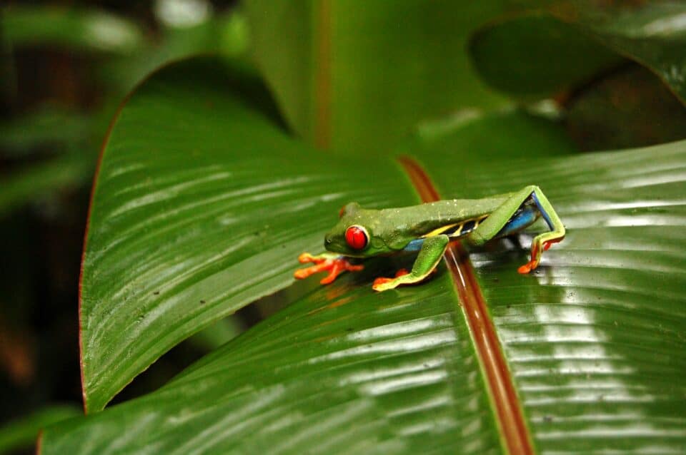 This Rainforest Reptile Is So Colorful It Looks Unreal - Animals Around ...