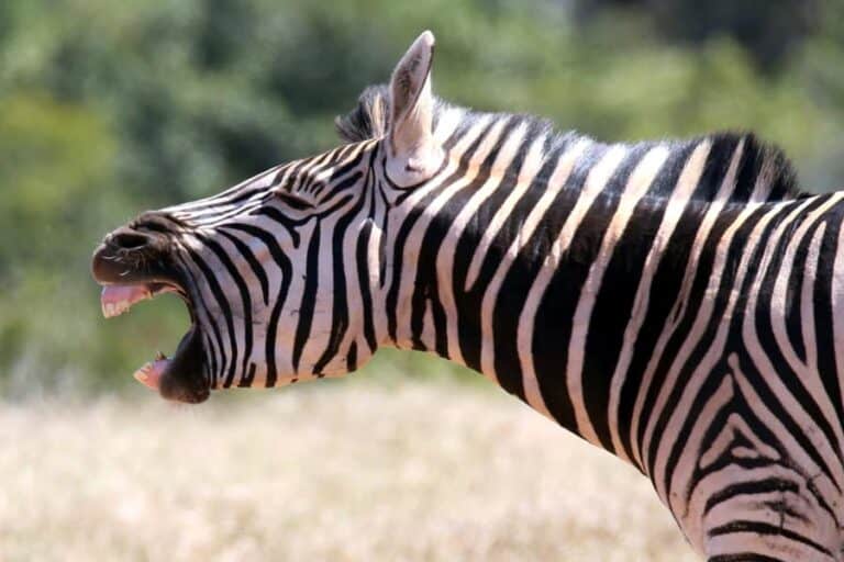 Why Zebras Are So Vocal—and What Their Sounds Mean - Animals Around The ...