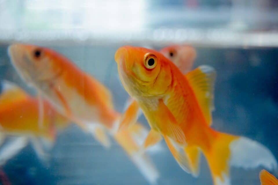 Do Fish Sleep? The Truth About Underwater Rest - Animals Around The Globe