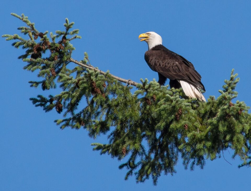 9 Things That Keep an Eagle Pair Together — And 3 That Break Them Apart ...