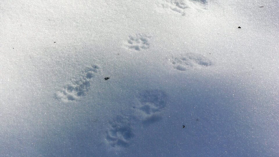 What Fox Tracks in Your Yard Might Be Telling You - Animals Around The ...