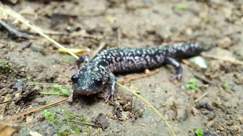 12 Jaw Dropping Facts About the World First Land Animals - Animals ...