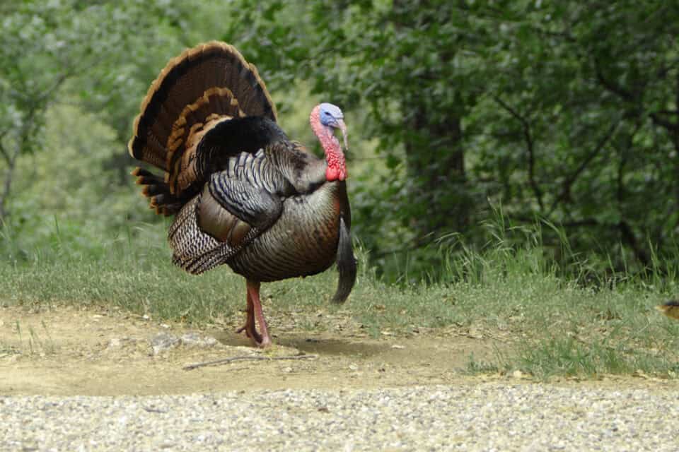 Where to Spot Wild Turkeys Roaming Freely - Animals Around The Globe