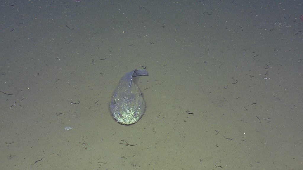 Why the Blobfish Looks So Sad (And Isn’t Ugly in the Deep) - Animals ...