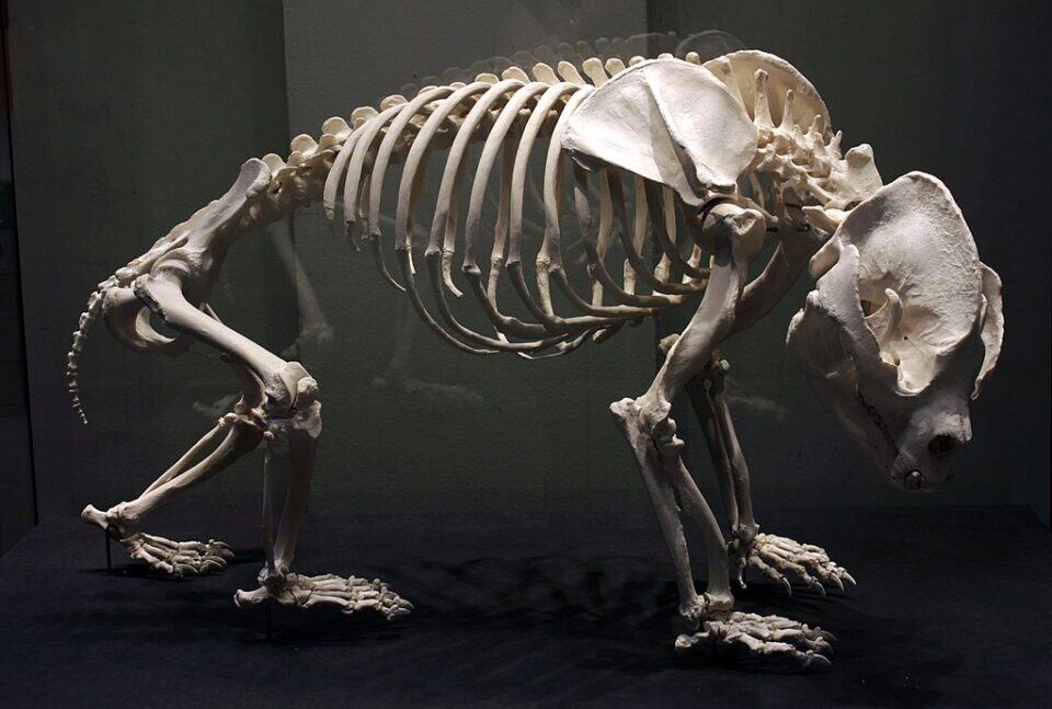 Why Red Pandas Aren't Actually Related to Giant Pandas - Animals Around ...