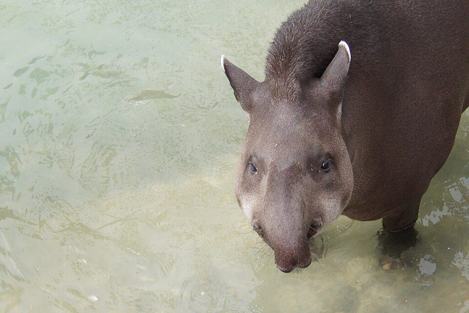 Why Tapirs Swim to Escape Predators - Animals Around The Globe