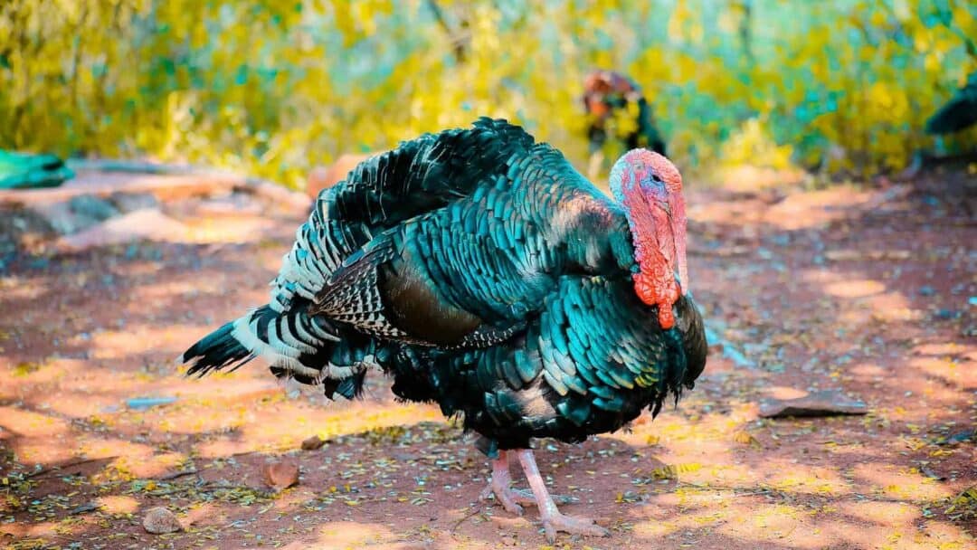 Where to Spot Wild Turkeys Roaming Freely - Animals Around The Globe