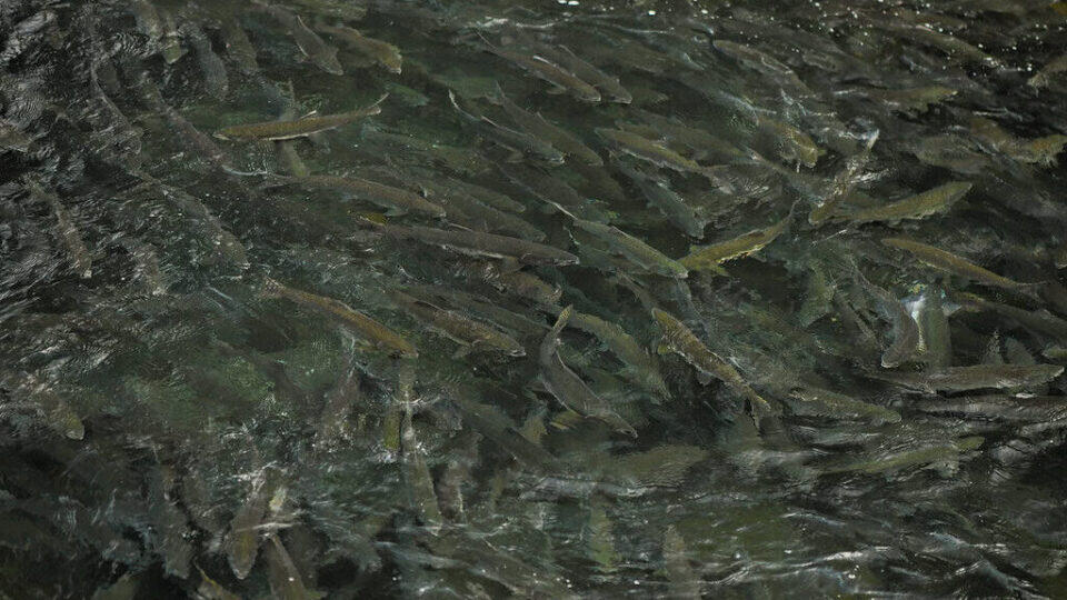 Why Salmon Swim Upstream—and How They Do It - Animals Around The Globe