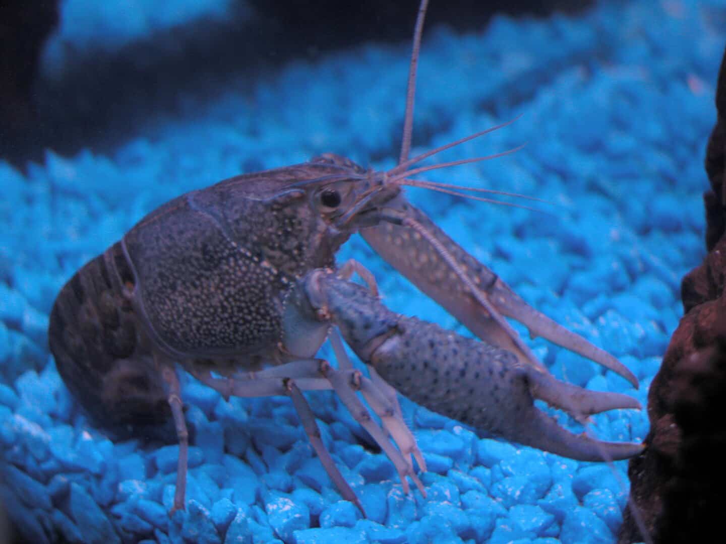Blue Crawfish Discovered in North Carolina Backyard Creek