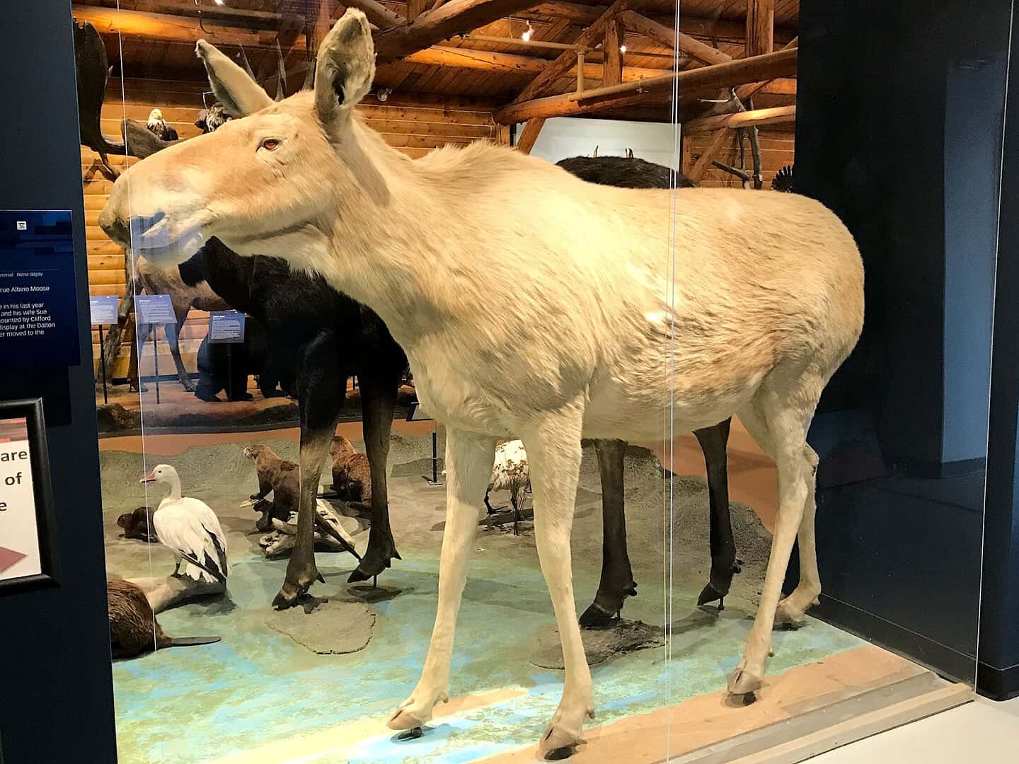 White Moose Spotted in Vermont Forest, Sparks Wildlife Frenzy