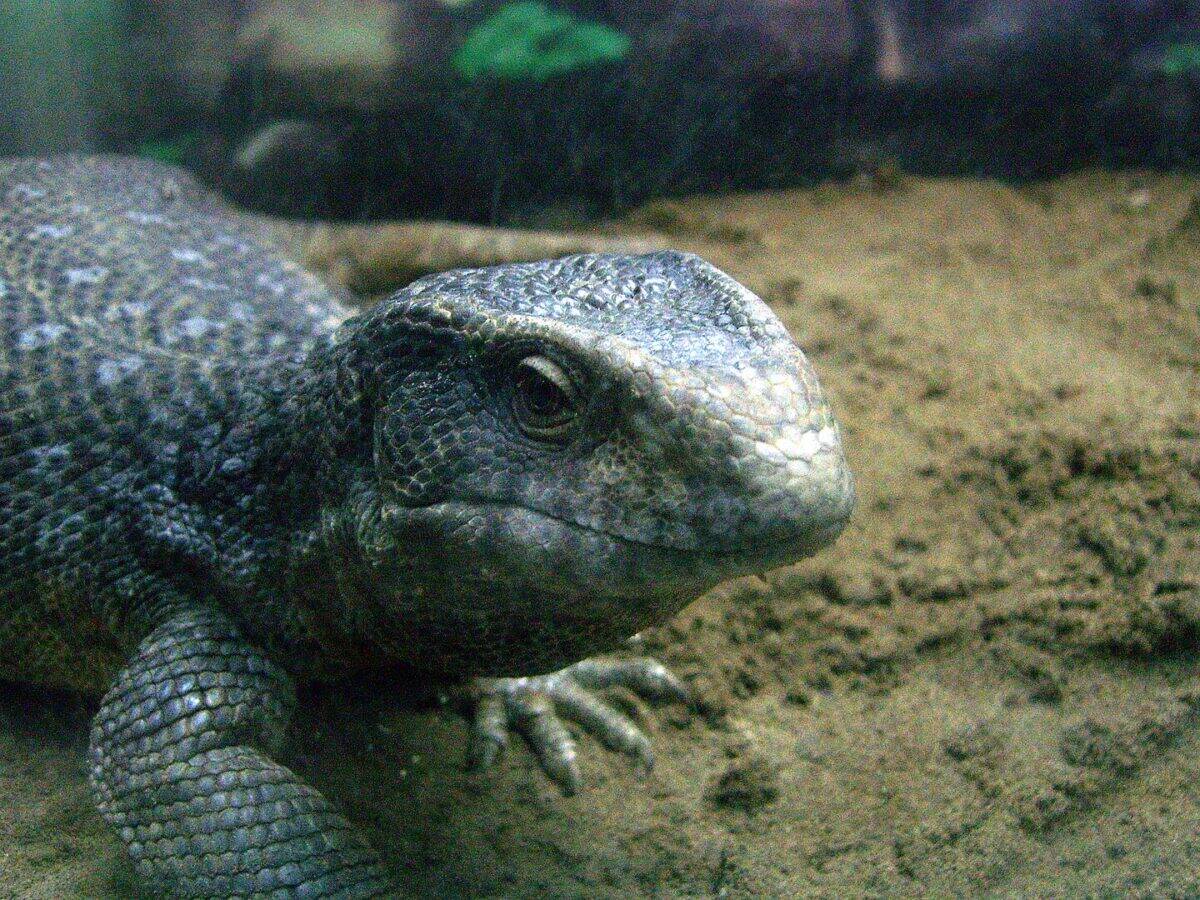 Giant Lizard Found Crawling in Georgia Garage
