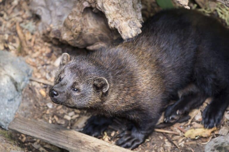 Rare Fisher Spotted in Iowa After 150 Years