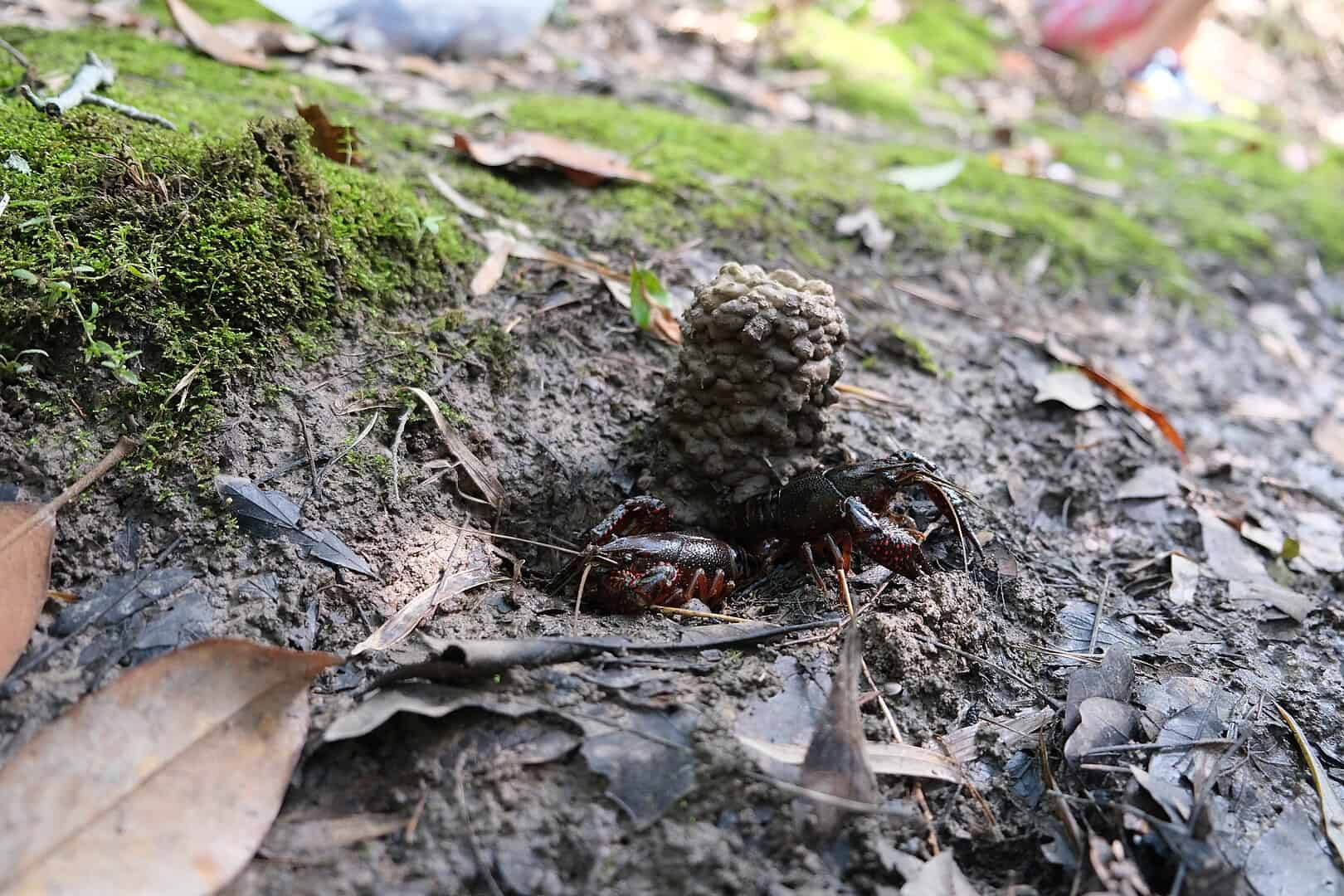 Blue Crawfish Discovered in North Carolina Backyard Creek