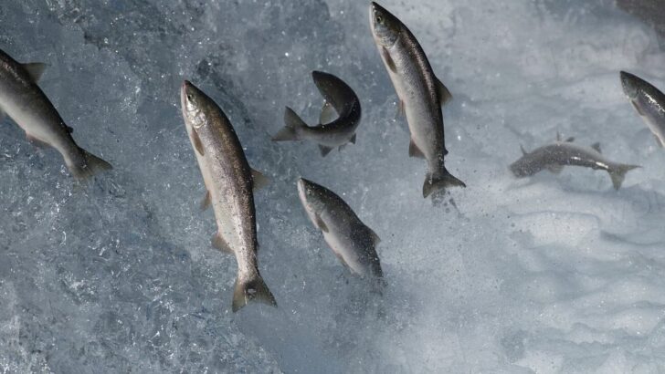 Why Salmon Swim Upstream—and How They Do It - Animals Around The Globe