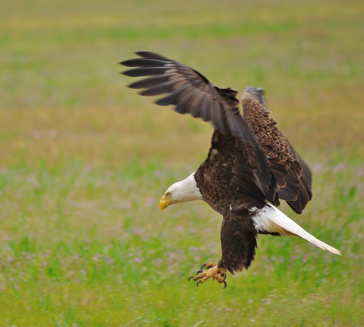 The Comeback of the Bald Eagle: What Made It Work
