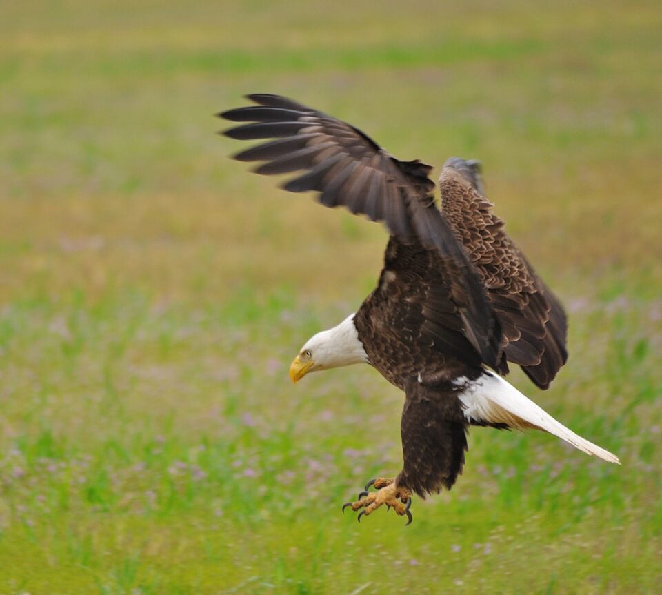 The Comeback of the Bald Eagle: What Made It Work