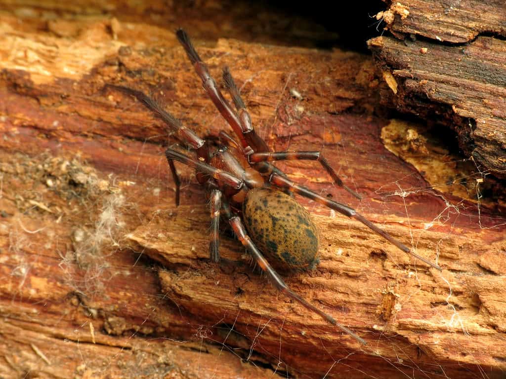 Spiders of the Amazon Rainforest: Fierce and Fascinating - Animals ...