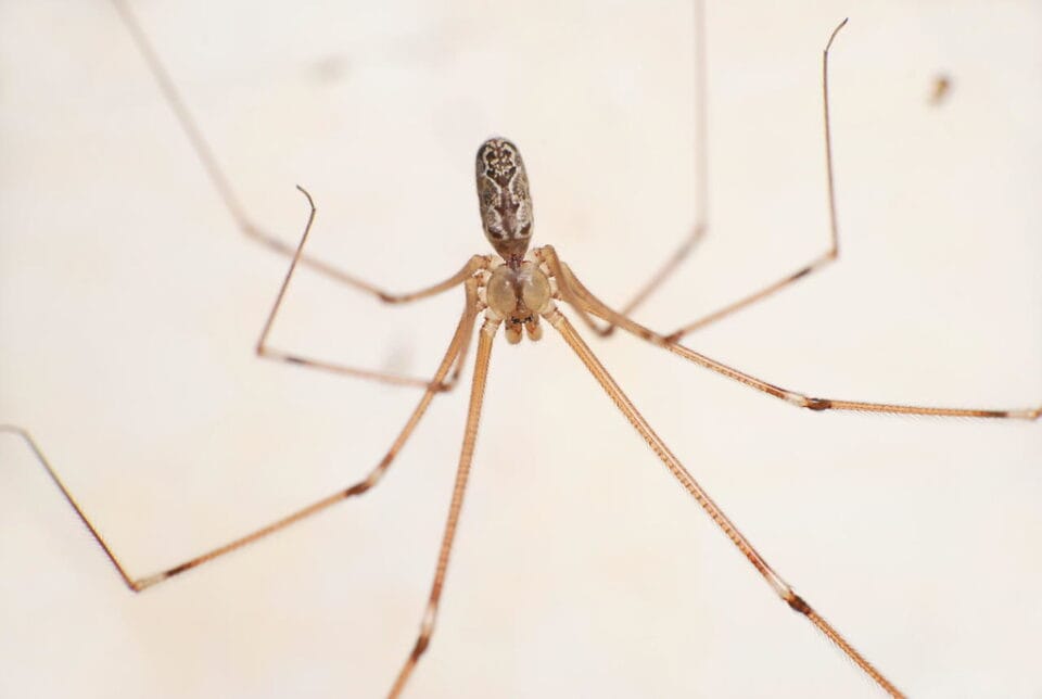 14 Most Beautiful Spiders in the World - Animals Around The Globe