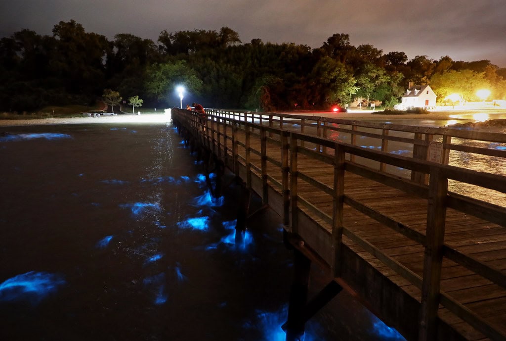 What It's Like to See Plankton Glow in Real Life - Animals Around The Globe